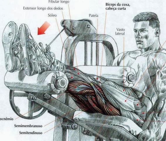 Dicas de Musculação e Suplementação: Conheça alguns passos básicos para ...