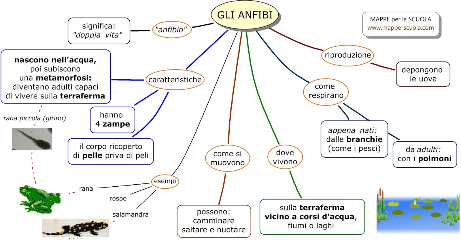MAPPE per la SCUOLA: GLI ANFIBI
