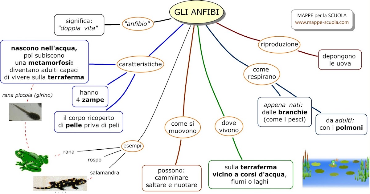 MAPPE per la SCUOLA: GLI ANFIBI