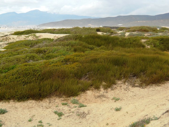 Turismo México: Entorno natural de Ensenada