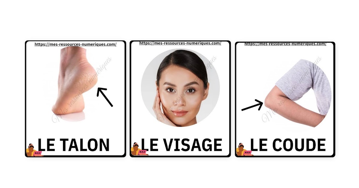 TÉLÉCHARGE CARTES NOMENCLATURE - LES PARTIES DU CORPS HUMAIN - IMAGES ...