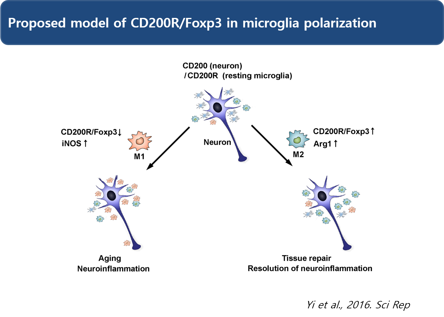 Microglia Polarization & CD200R/Foxp3 Signaling