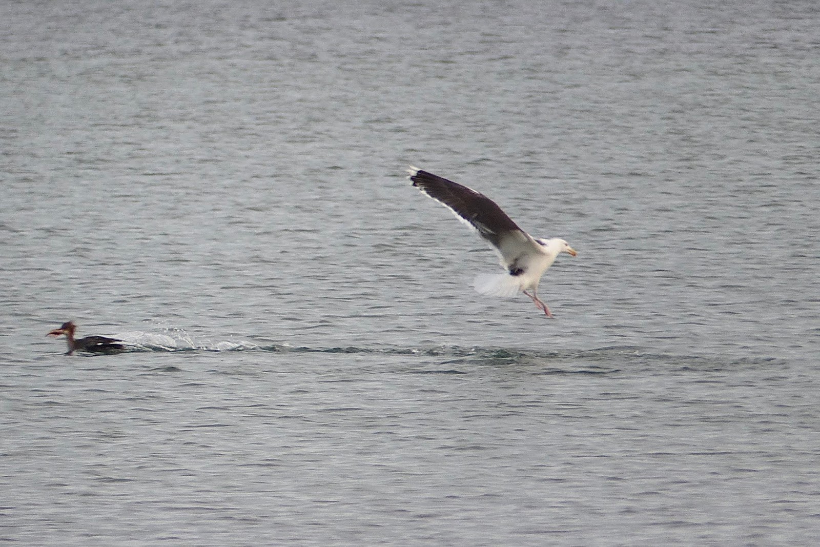 The Memory Wanderer: Gull Attack
