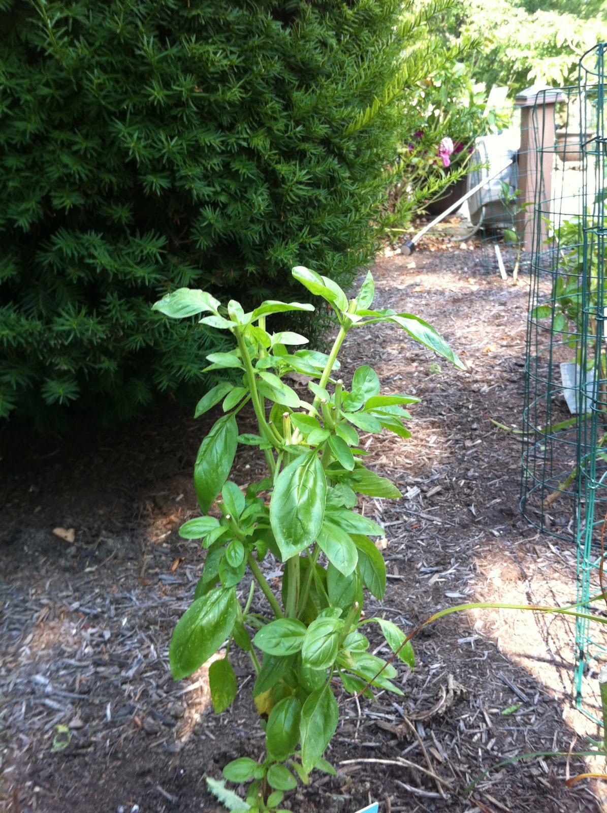 Victory Garden on the Golf Course: Basil basics-harvesting, preserving ...