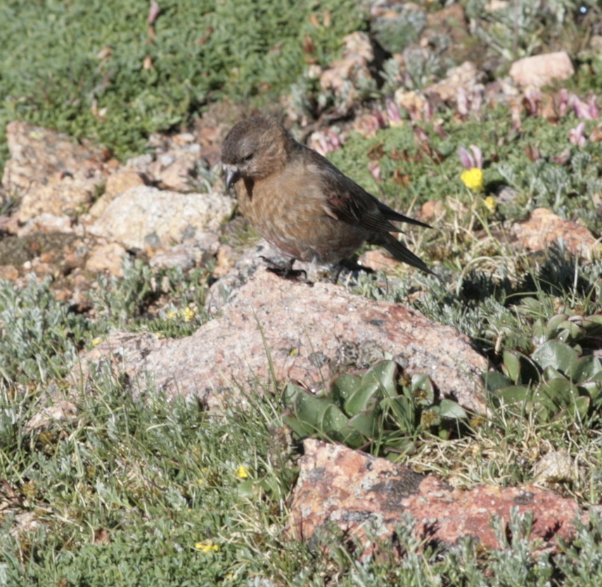 The Birdist: Ptarmigeddon