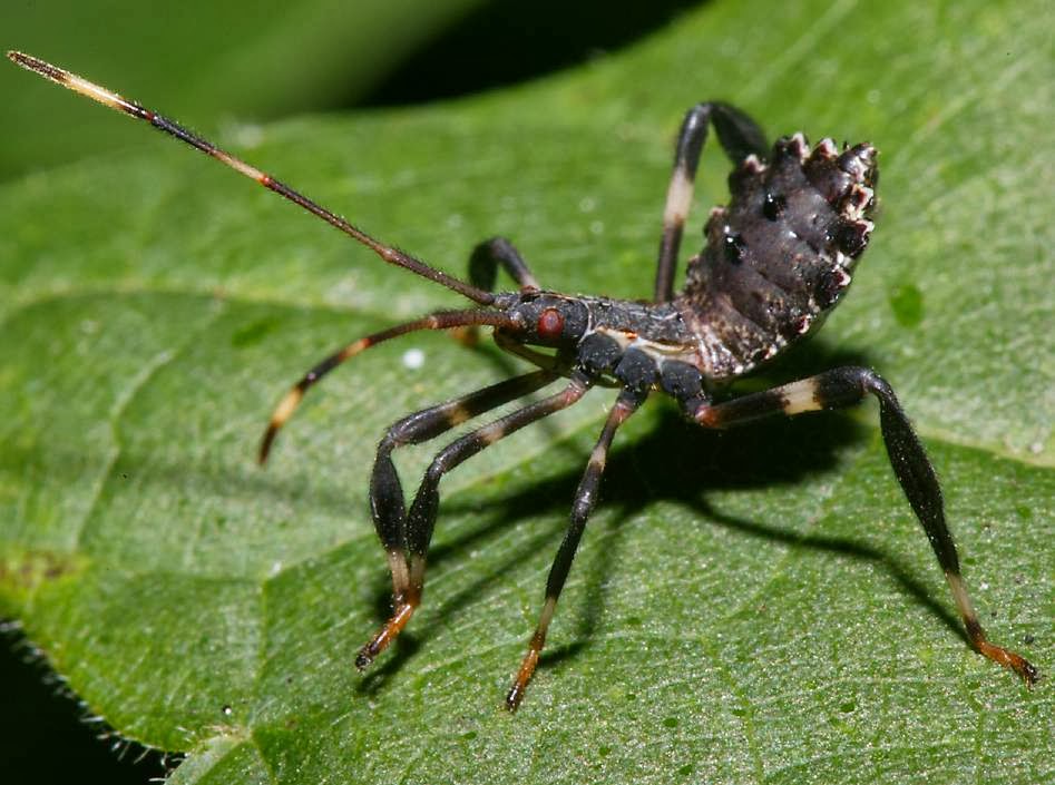 Reduviidae - Insects World