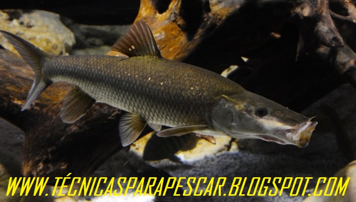 TÉCNICAS PARA PESCAR: marzo 2020