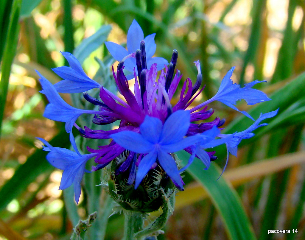 CH´USAY: CENTAUREA AZUL