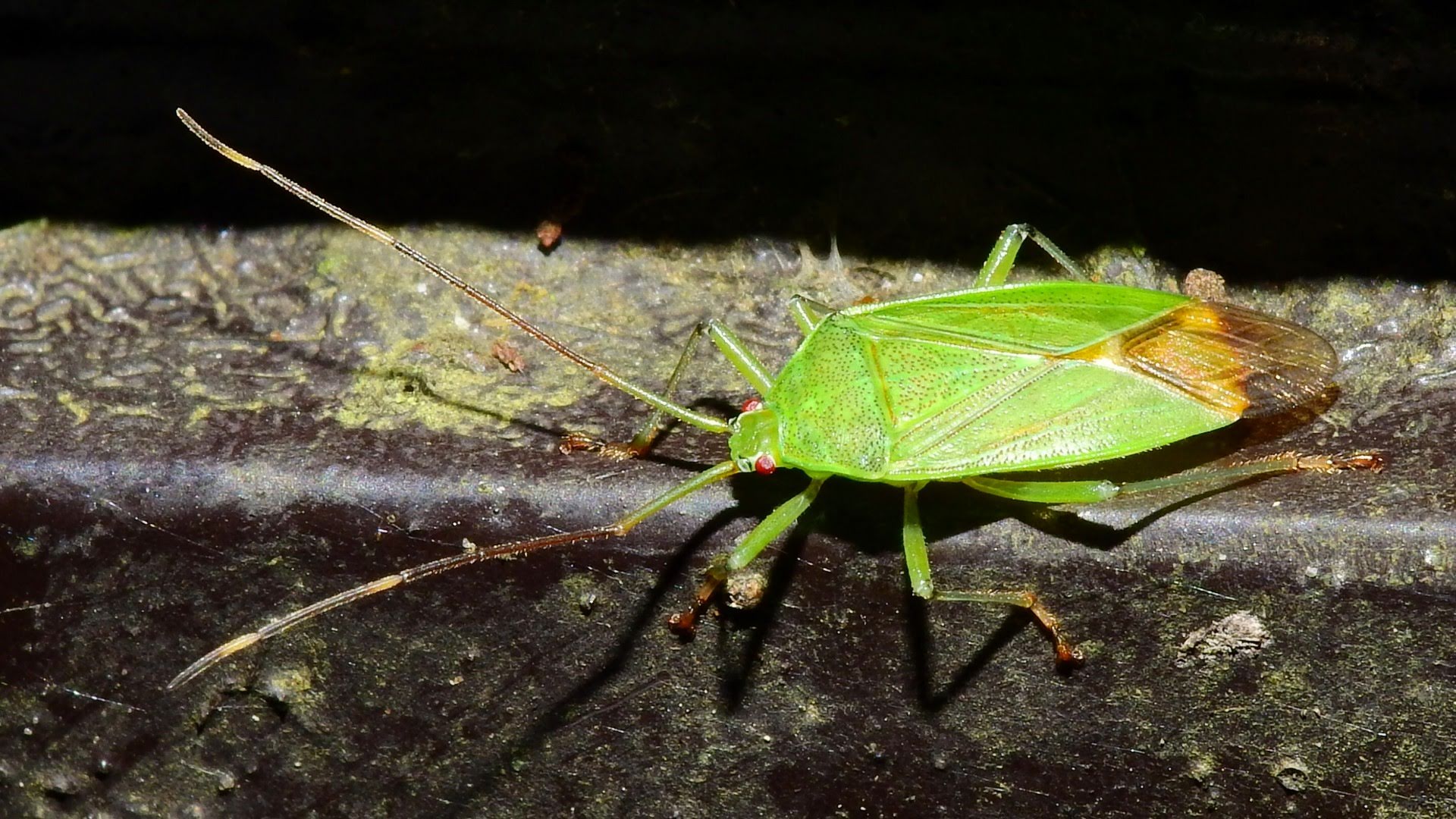 台灣-鳥類與昆蟲-自然觀察記錄: 台灣盲異椿象 Urolabida taiwanensis