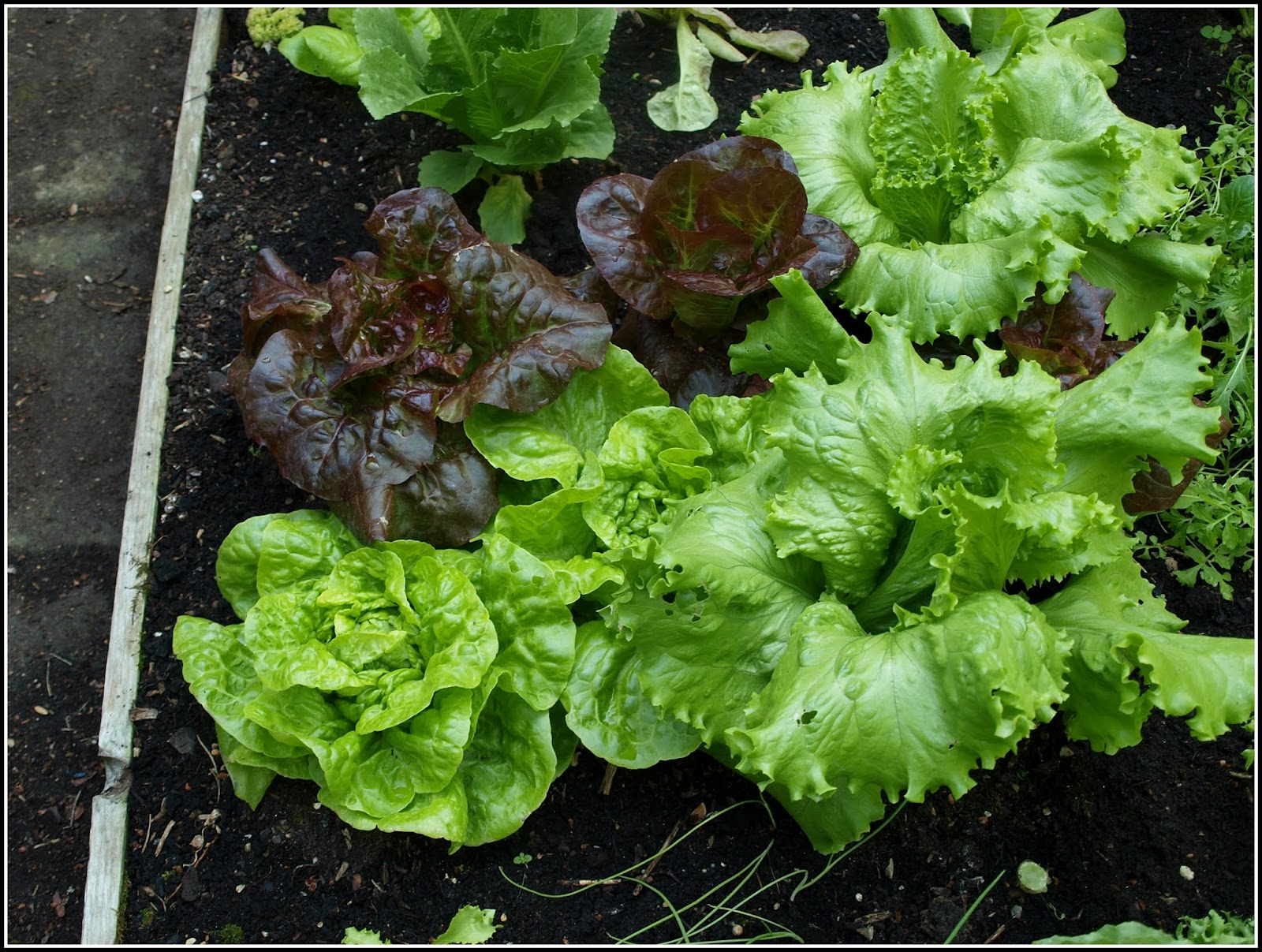 Mark's Veg Plot: Tom Thumb visits Elyburg