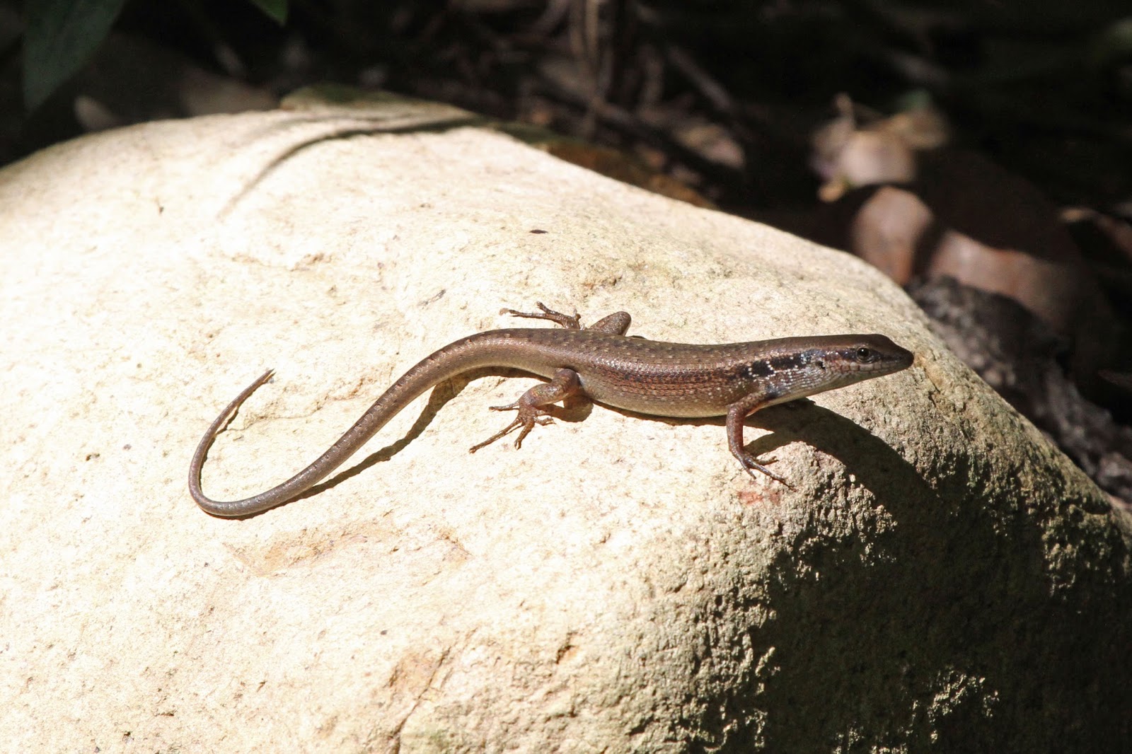 Catalogue of Organisms: All the Skinks of the Rainbow