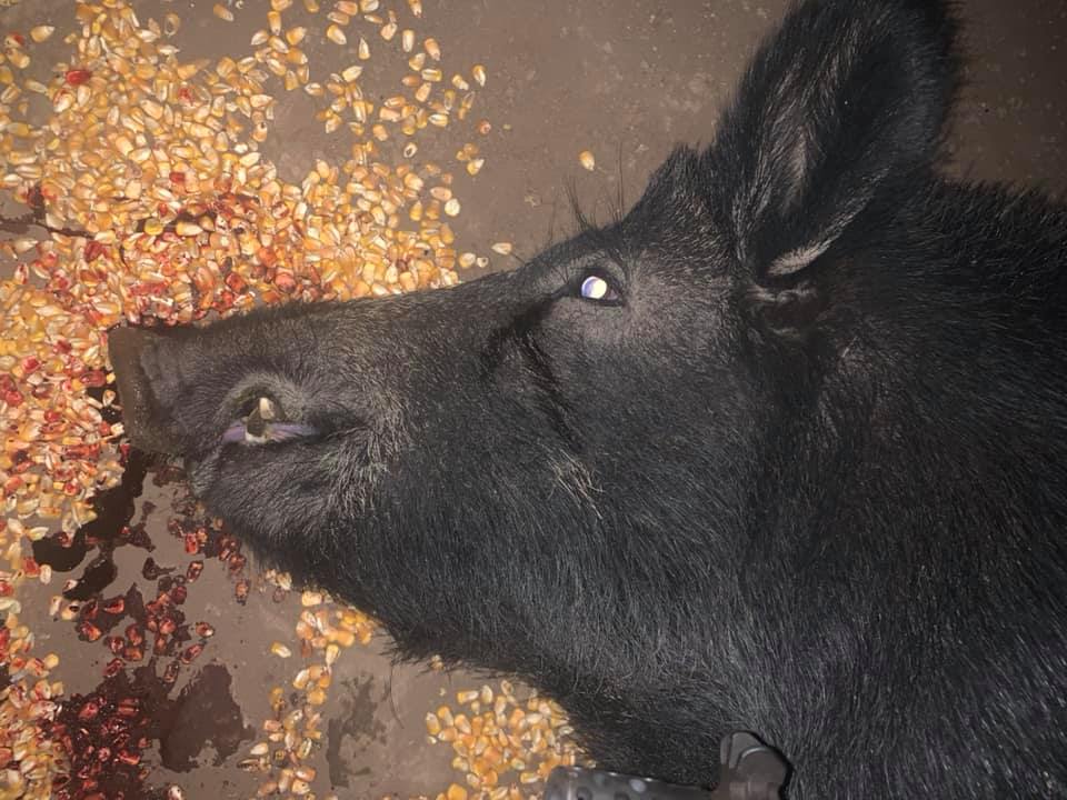 Marian's Hunting Stories, etc., etc., etc...: Hog Queen's #184