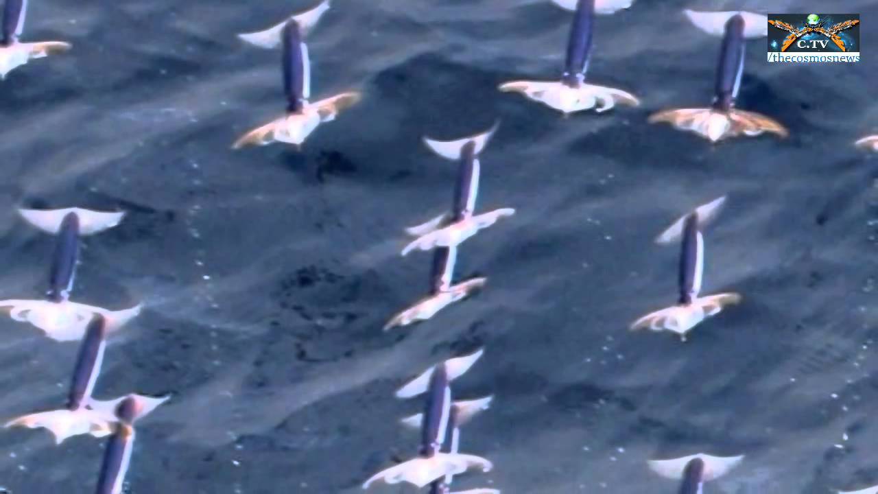 Japanese flying squid