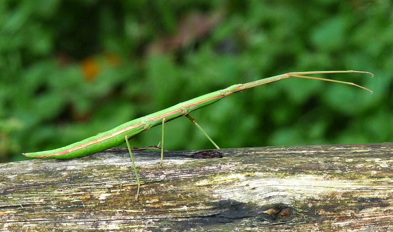 Phasmatodea – Variety of Life