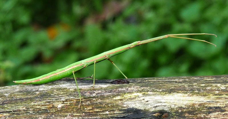 Variety of Life: Phasmatodea