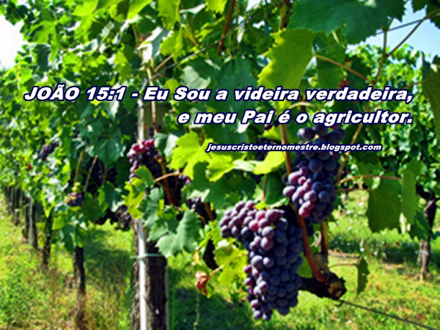 Jesus é a Videira Verdadeira, os cristãos os ramos - Jesus Cristo ...
