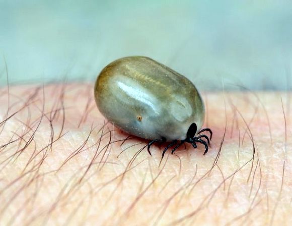 Celluloid Diaries: Scariest Vampire Animals