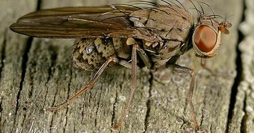 Biodiversidad Costa Granadina y ... (Fauna): Notiphila (Notiphila) riparia