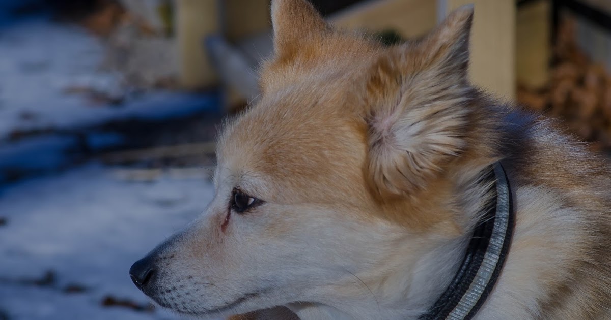 The Things I Enjoy: Crossbreed of Finnish spitz and Norwegian Buhund