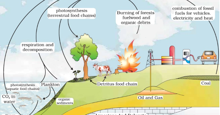 Welcome to the Living World: Ecosystem - Notes | Class 12 | Part 6 ...