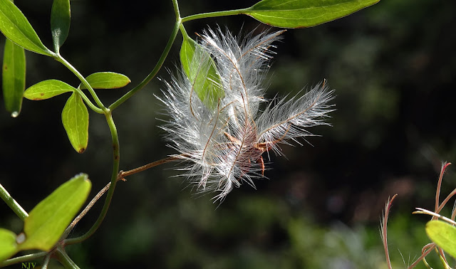 MAP: CLEMATIS SEED HEAD