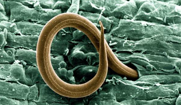 THE BASIC LIFE CYCLE OF THE MAJOR GROUPS OF NEMATODES - CONFIRM INFOZ
