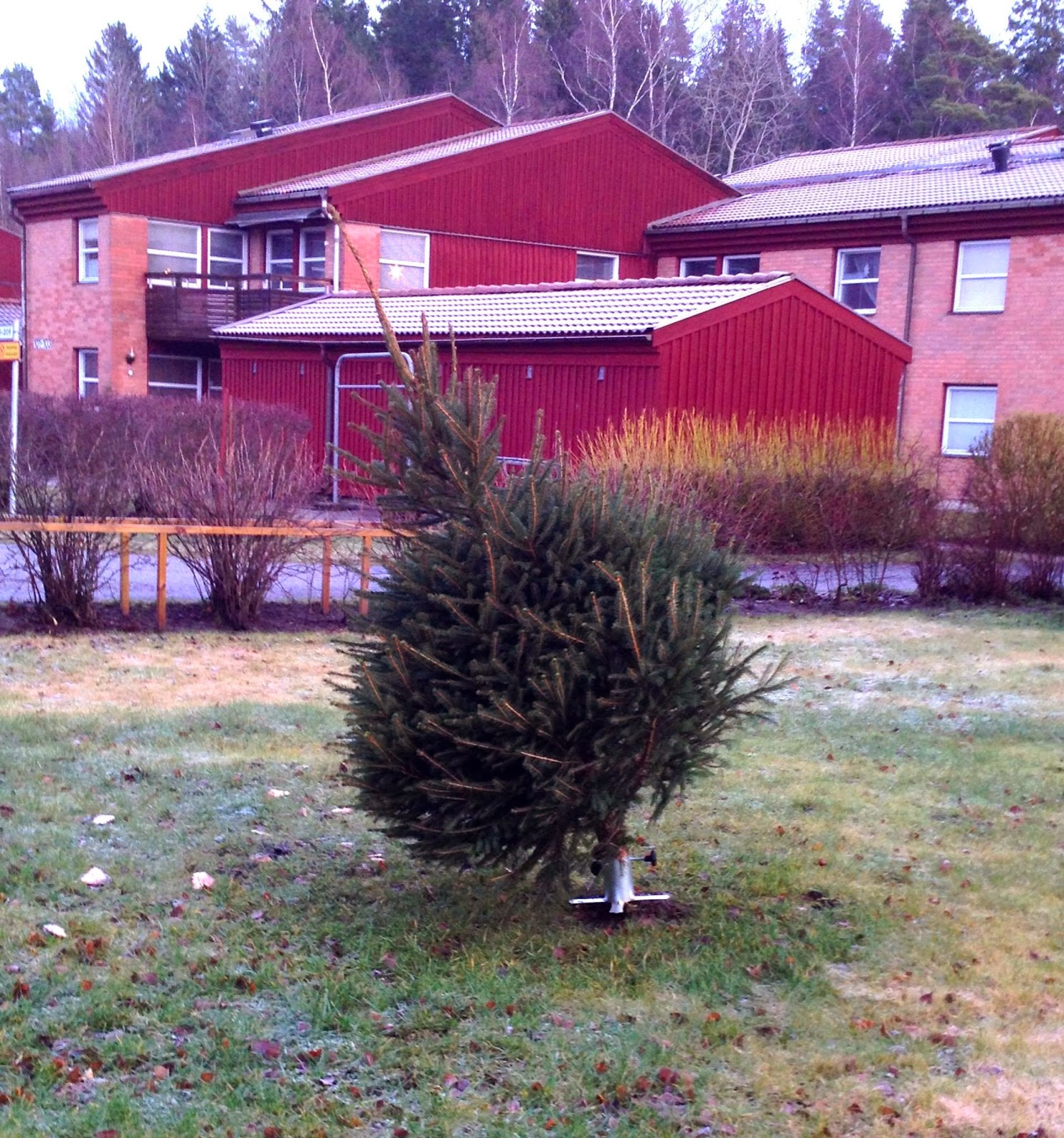 ninisworld: Föreningens julgran…