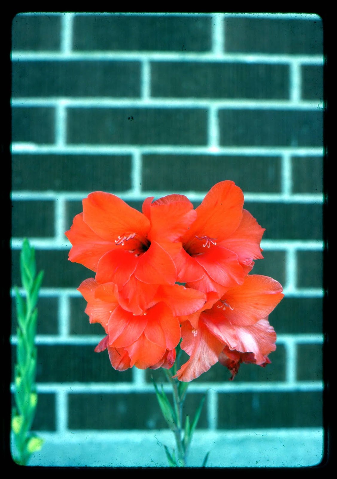 Free Stock Images - Floral Flower Photographs