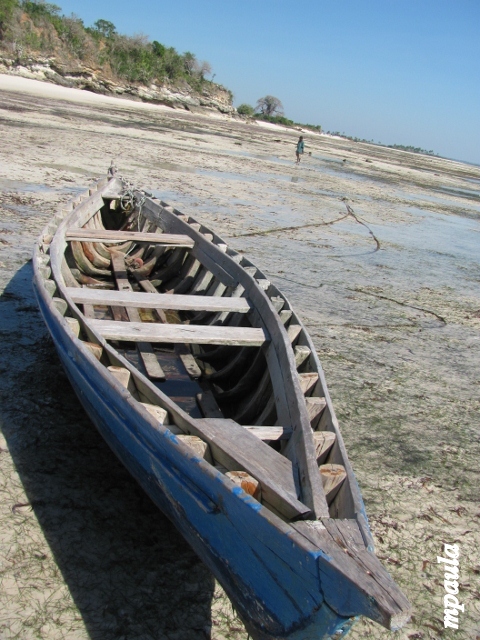 CORVOS E CROCODILOS: OS PESCADORES DE CHOCAS-MAR