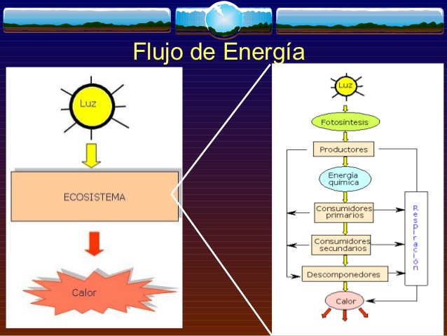 DESARROLLO SUSTENTABLE: FLUJO DE MATERIA Y ENERGÍA