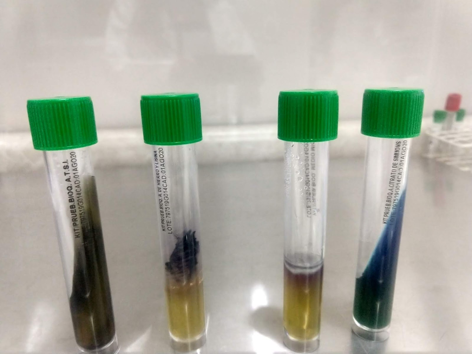 Bioquímica Diagnóstica BQD-YAI: Citrobacter freundii
