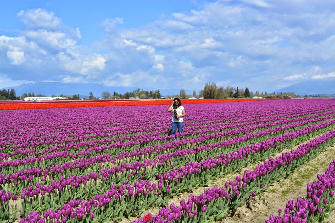 A Golden Tulip: MY FIRST SPRING IN SEATTLE