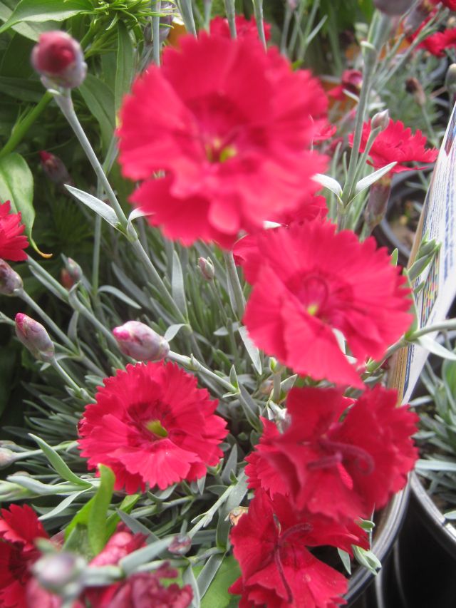 Future Plants by Randy Stewart: Dianthus