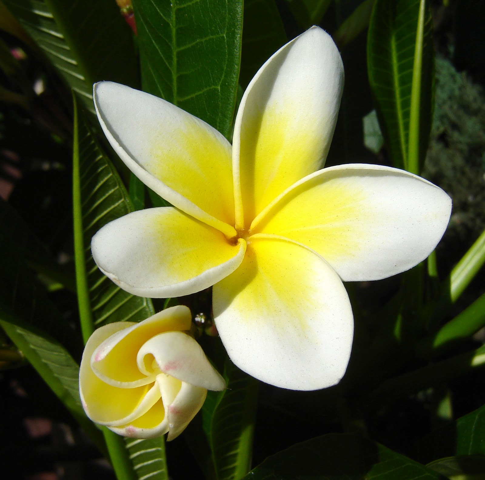 Piękne kwiatki: TIARE PLUMERIA EGZOTIC BEAUTIFUL FLOWER HERMOSA FLORES