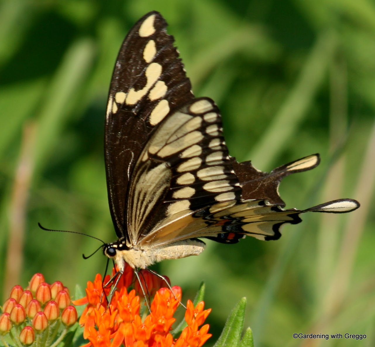 Gardening with Greggo: Wordless/Wildflower Wednesday-Pollinators Week
