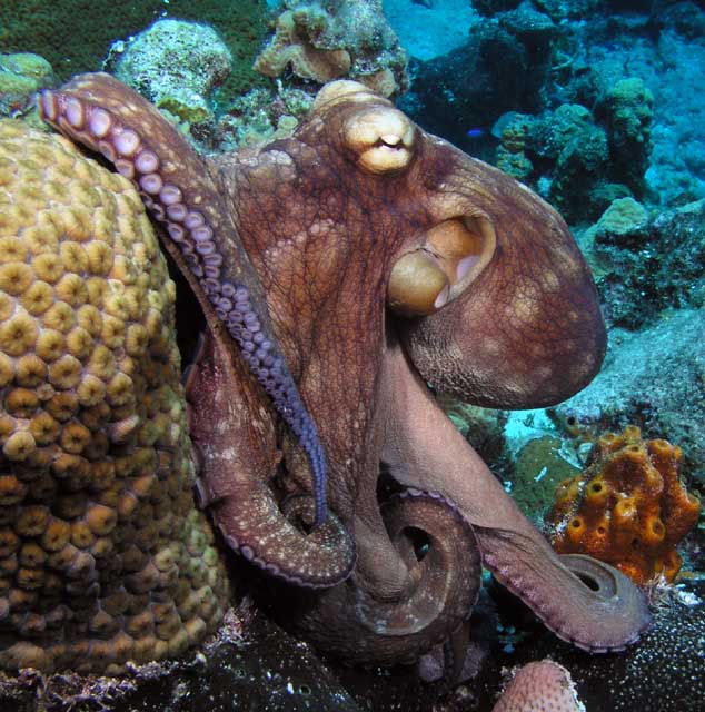 American E-Store: Octopus ..Eight Legs .. Thousands Eggs.