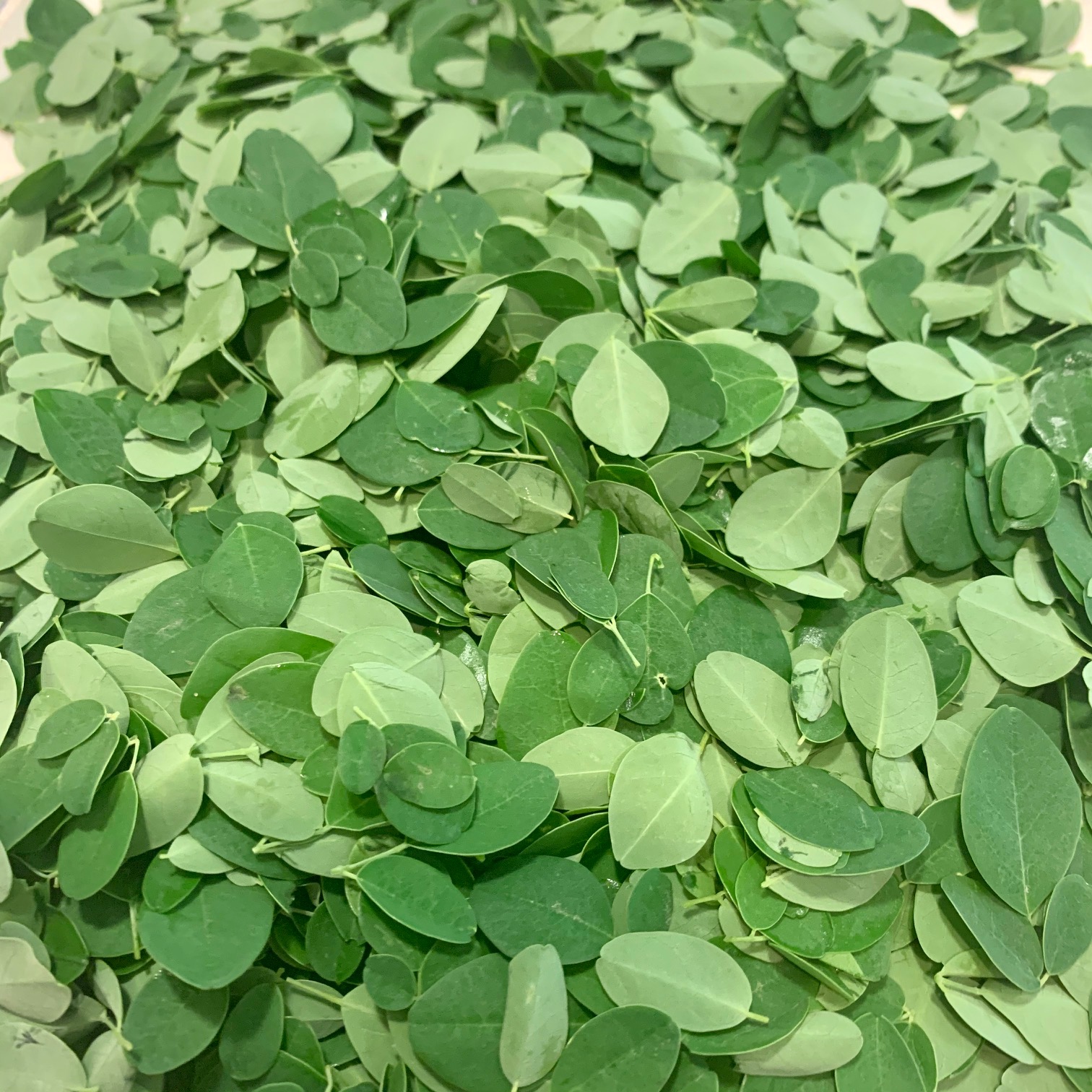 Kashi Delights: Moringa Leaves Palya (Dry Sabzi)