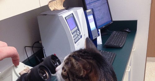 Medical Laboratory and Biomedical Science: Lab Cat Screening