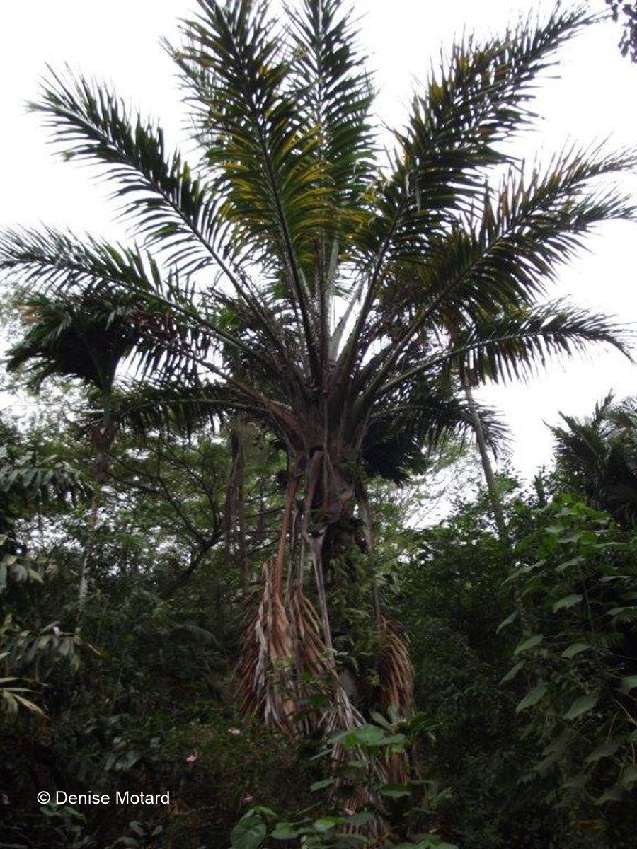 SENATOR FONG'S PLANTATION