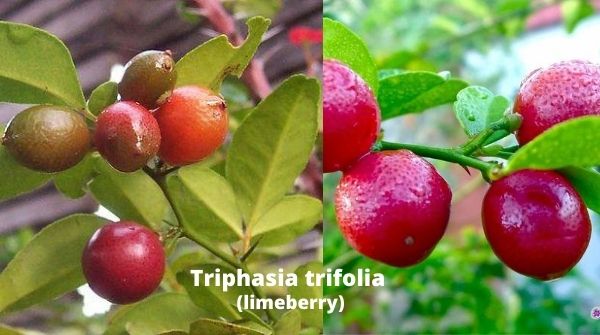 Limeberry for Health and Living Art | Triphasia trifolia