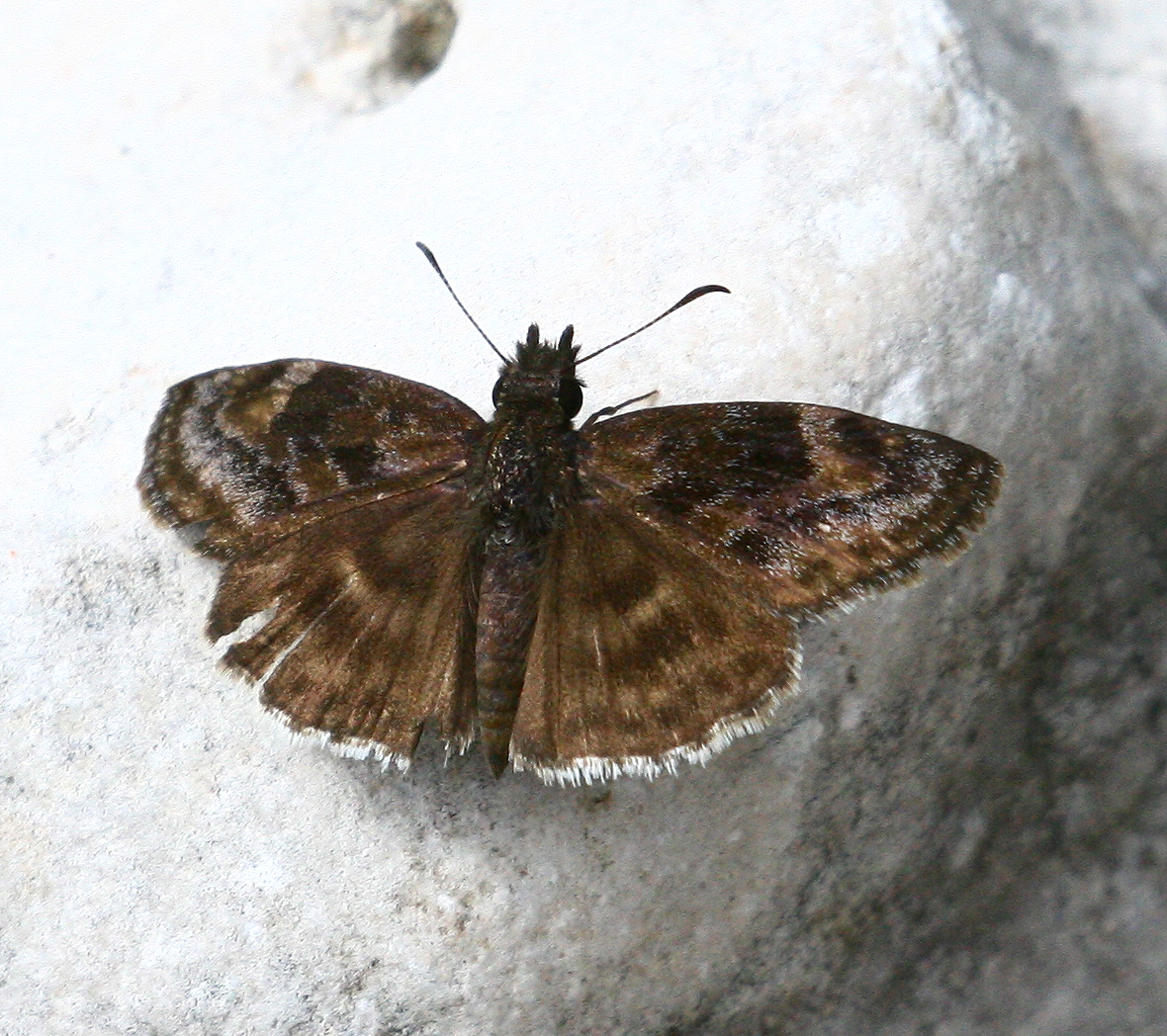 Texas Butterflies of Carolyn Ohl: Duskywing, False