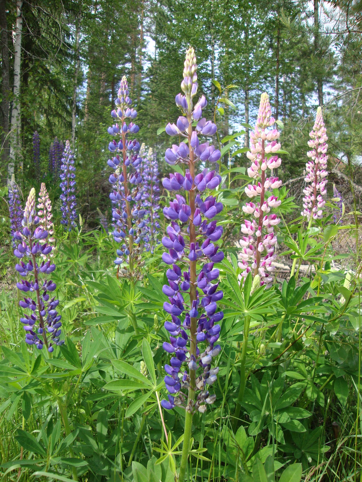 Kasvikansio: Violettikukkaiset kasvit