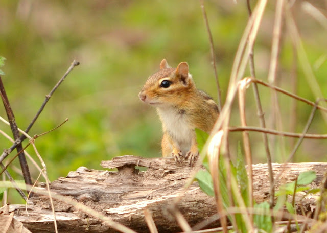 Woods Walks and Wildlife: Basically All of Spring: Part 1
