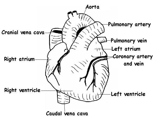 20+ Simple heart diagram | Simple heart diagram labeled | Human heart ...