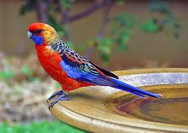 Aves Ruiz: ROSELLAS