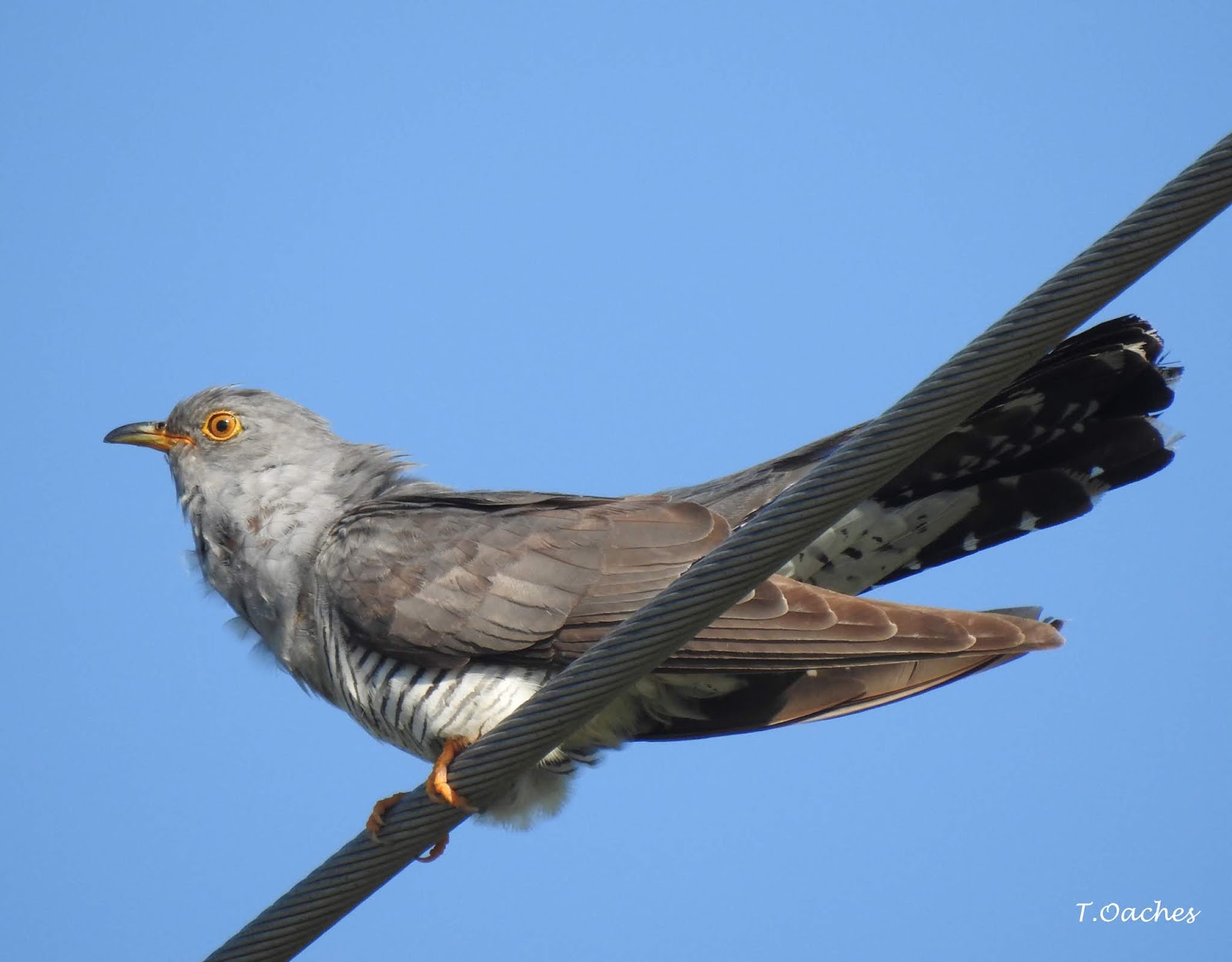 PASARI DIN ROMANIA: CUCUL (2), Cuculus canorus