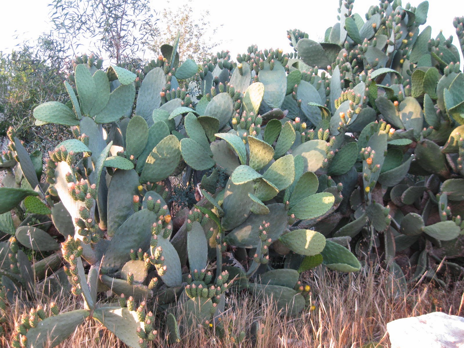 Jerusalem Hills daily photo: Sabra flowers for my sabra daughter
