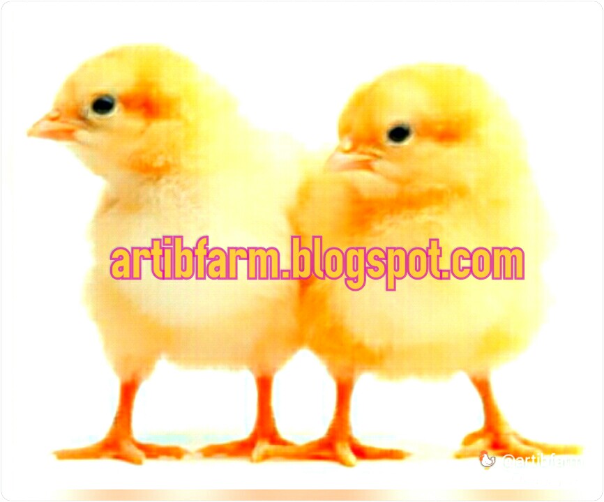 The General Way Of Brooding Chicks