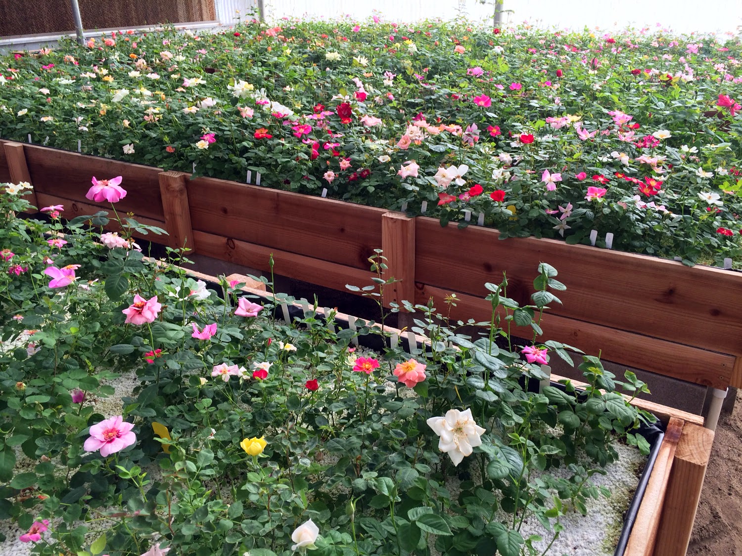 Rose Hybridizing: Random 2015 Seedlings