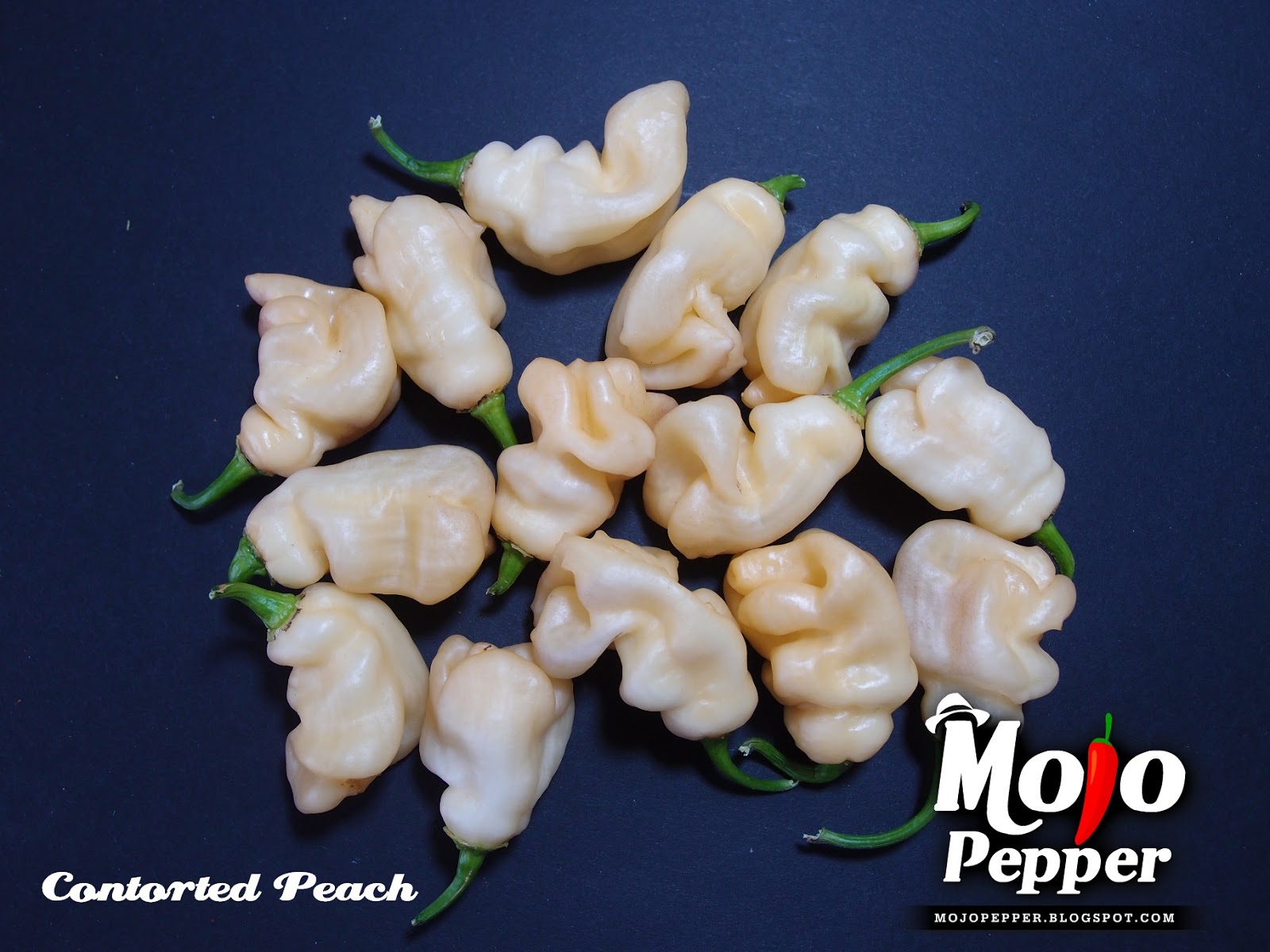 The Mojo Pepper - Just a Chili Pepper grower